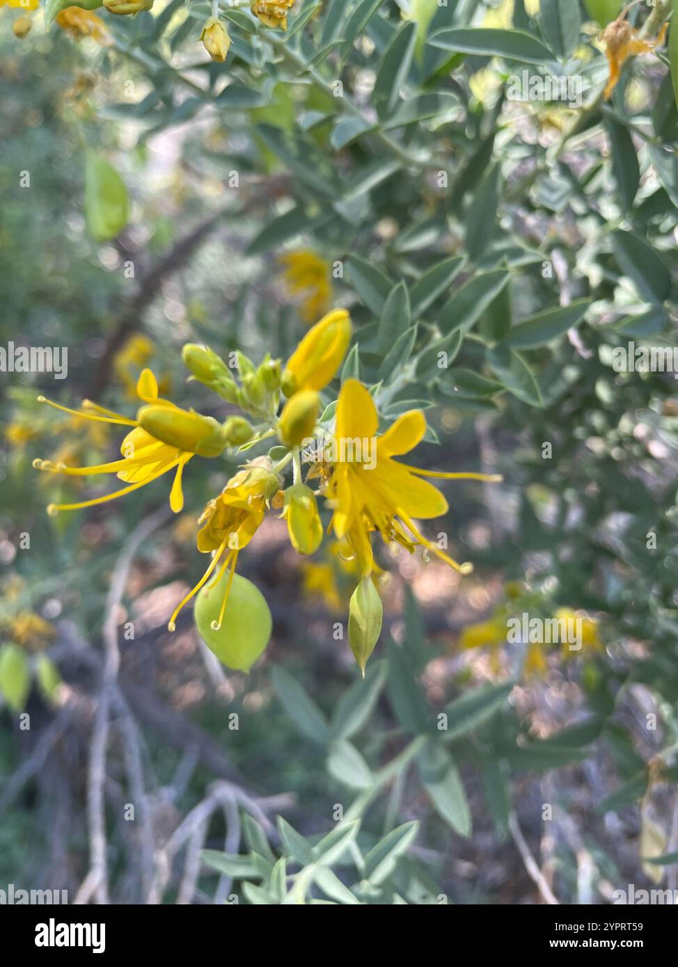 Cleomella arborea hi-res stock photography and images - Alamy