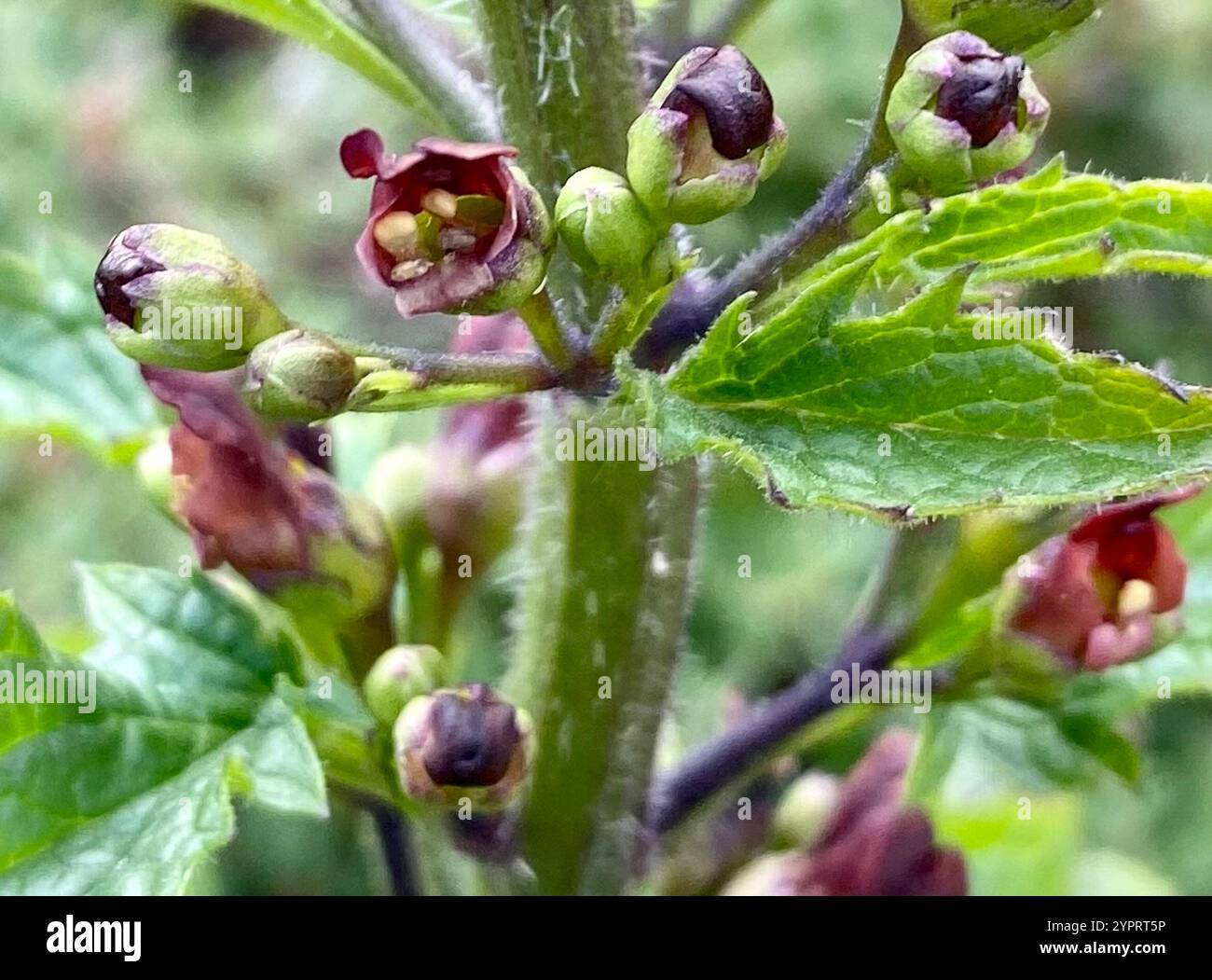 California beeplant (Scrophularia californica Stock Photo - Alamy