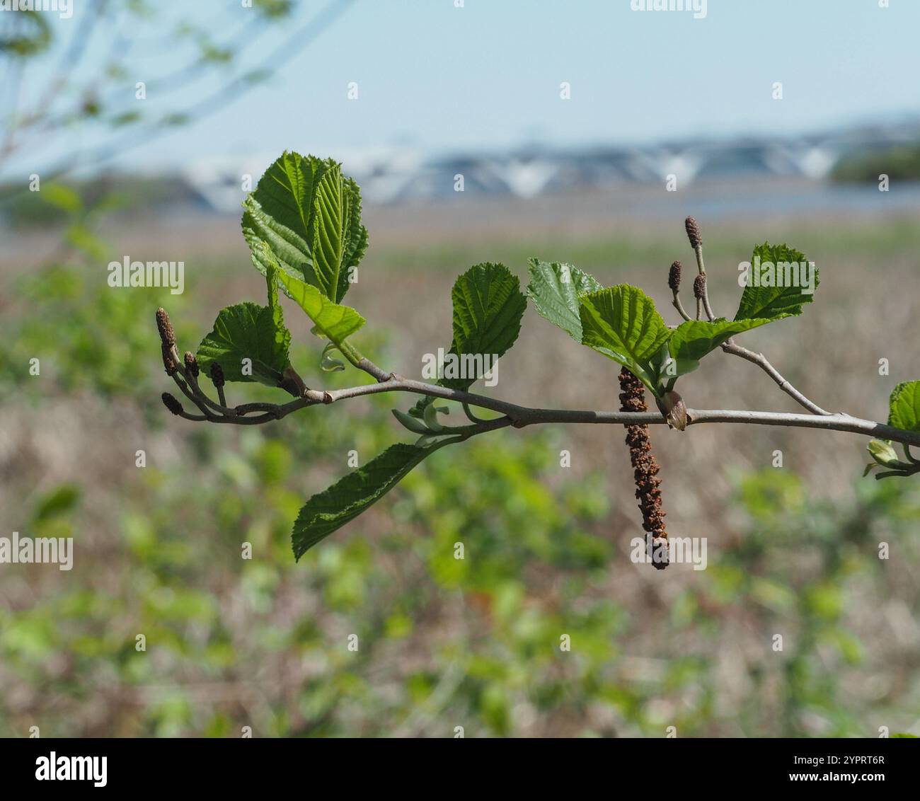 smooth alder (Alnus serrulata Stock Photo - Alamy