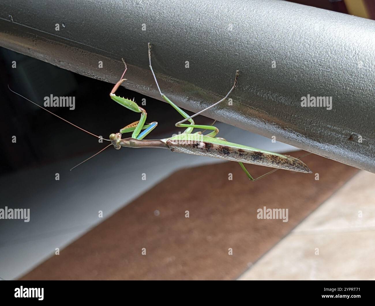 Flag Mantis (Polyspilota aeruginosa Stock Photo - Alamy