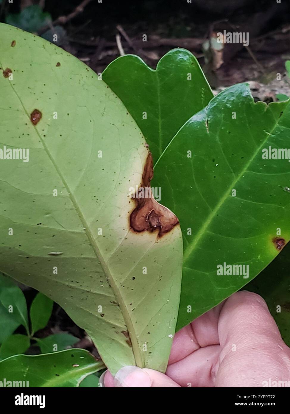 Karaka (Corynocarpus laevigatus Stock Photo - Alamy