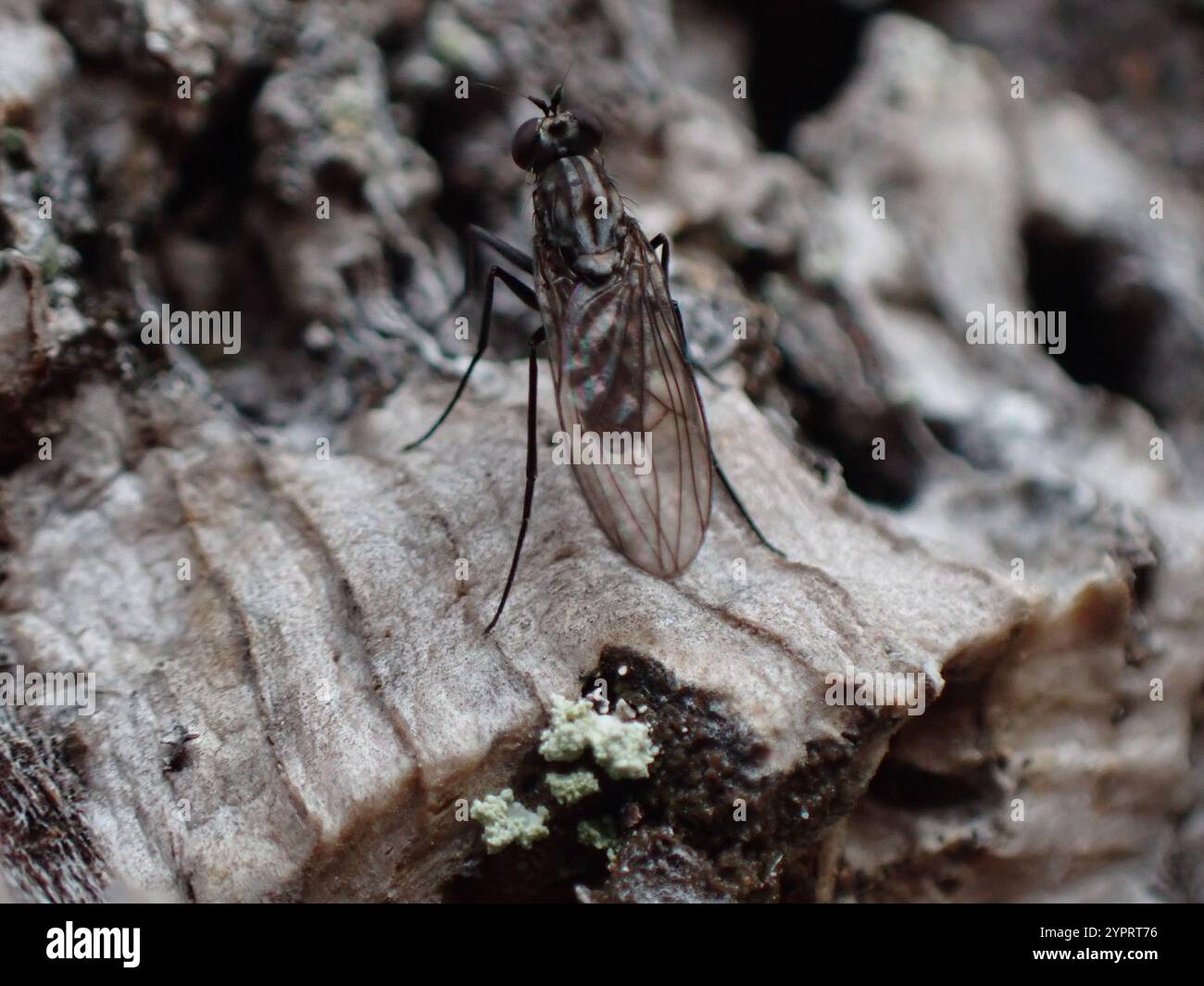 Woodpecker Flies (Medetera Stock Photo - Alamy