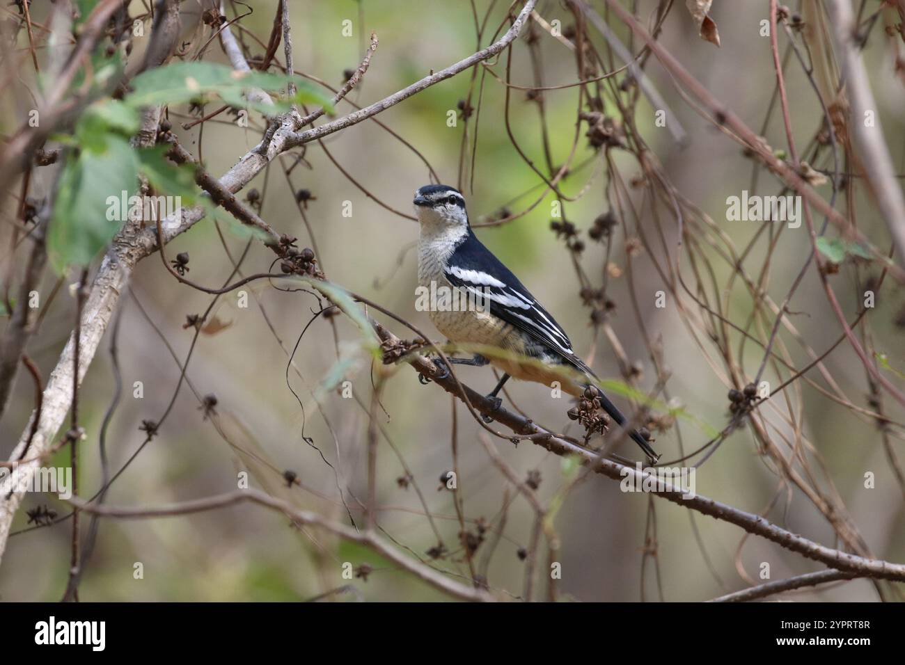 Varied triller hi-res stock photography and images - Alamy