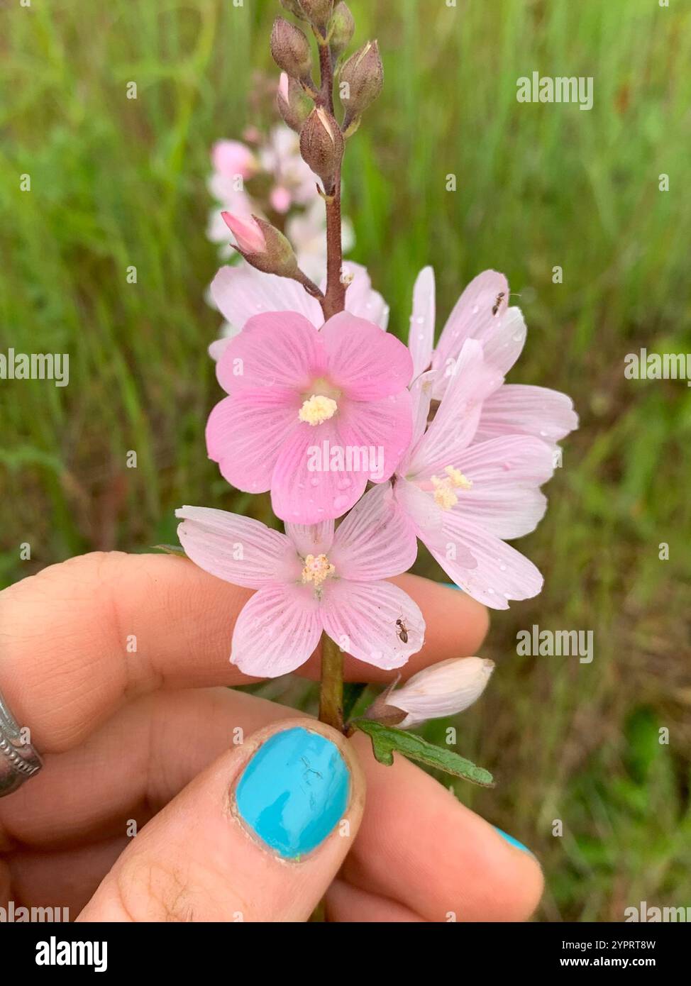 Rose Checkermallow (Sidalcea virgata Stock Photo - Alamy