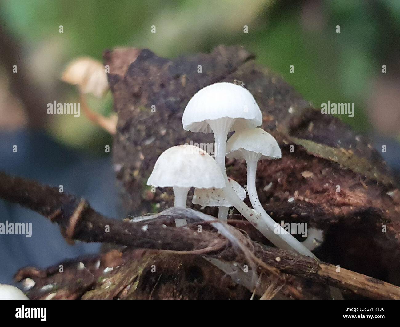 Austrororidus hi-res stock photography and images - Alamy