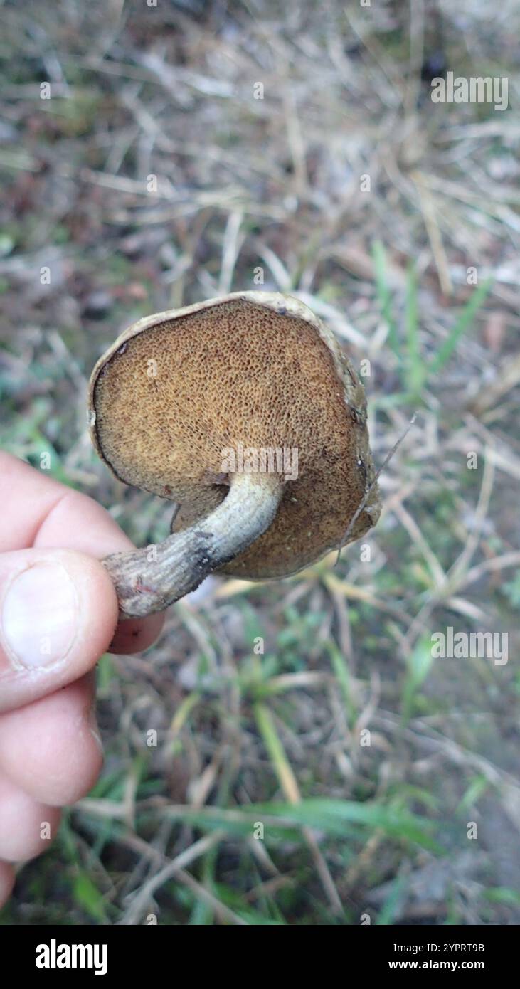 Slippery Jacks (Suillus Stock Photo - Alamy