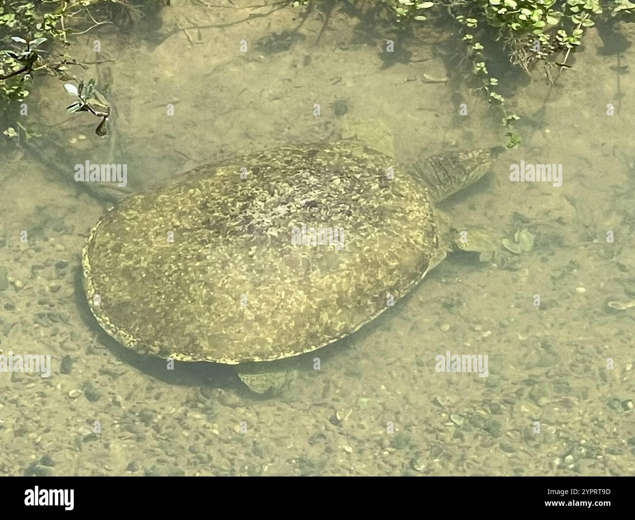 Spiny Softshell (Apalone spinifera Stock Photo - Alamy