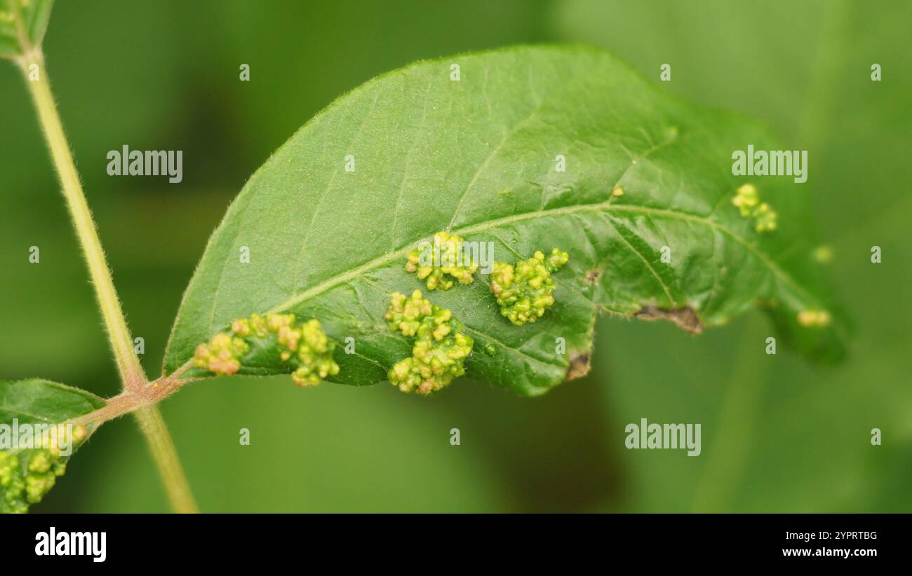 Poison Ivy Leaf Mite (Aculops rhois Stock Photo - Alamy