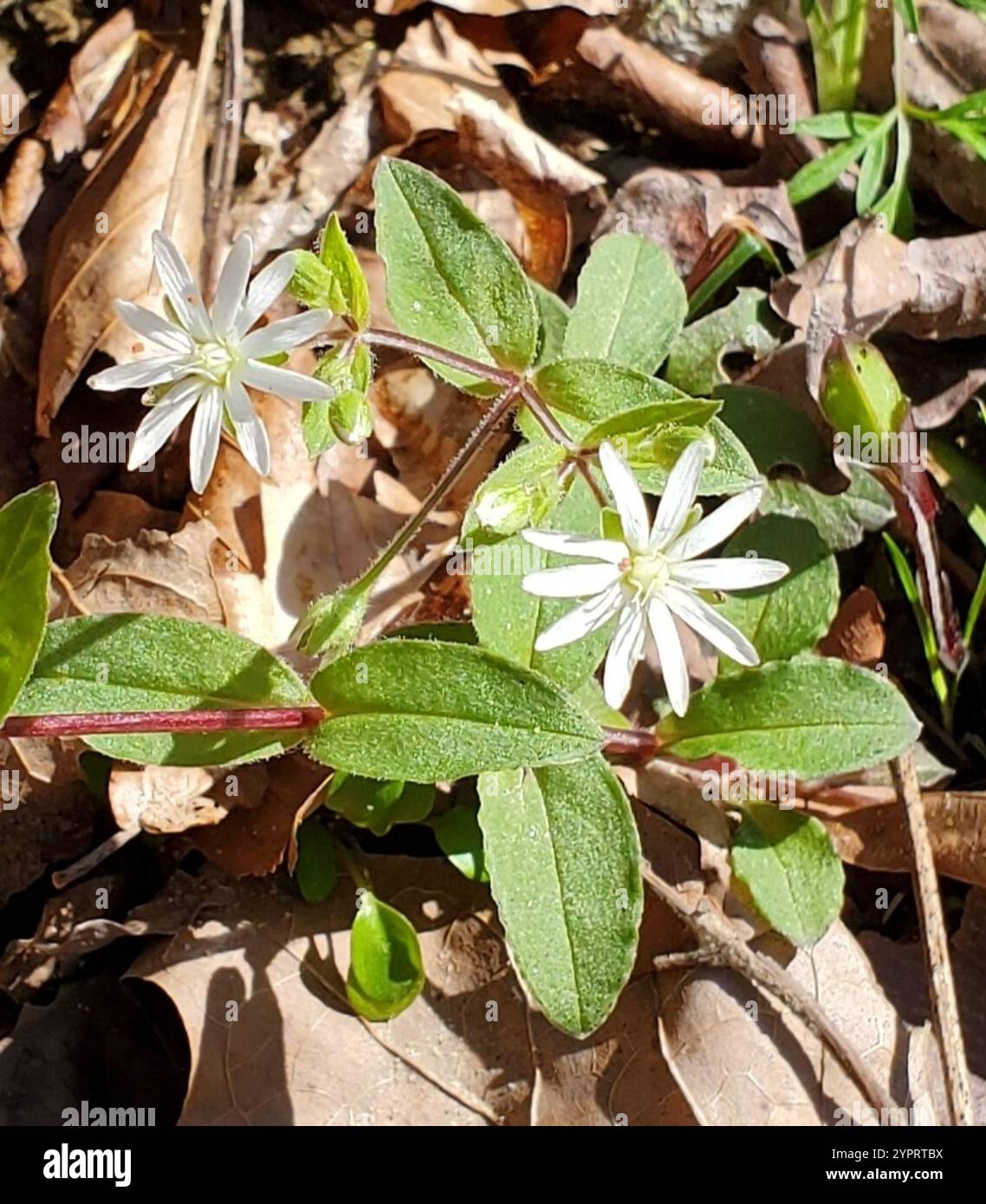 star chickweed (Stellaria pubera Stock Photo - Alamy