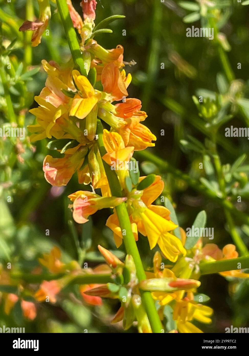 deerweed (Acmispon glaber Stock Photo - Alamy