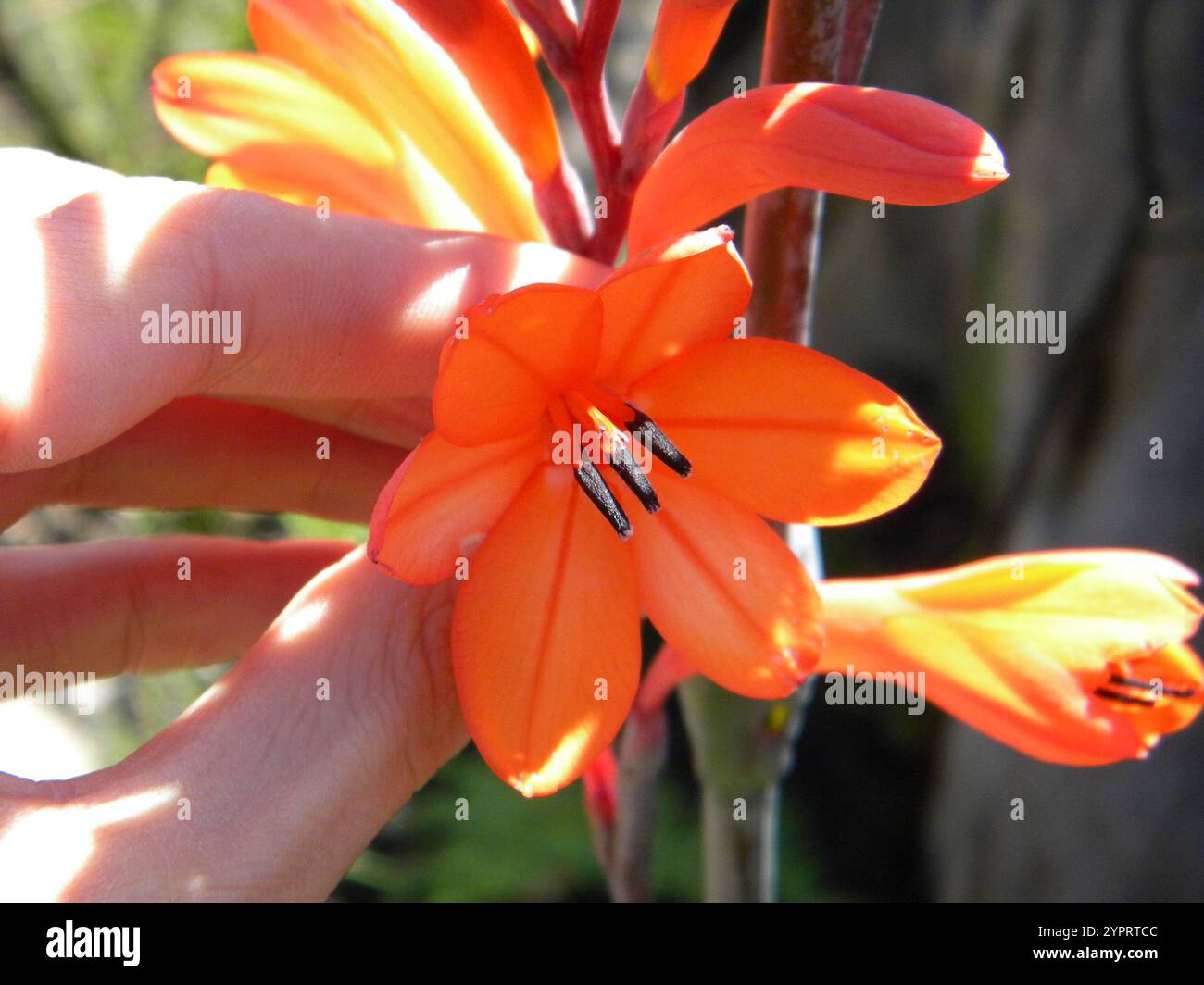 Table Mountain Watsonia (Watsonia tabularis Stock Photo - Alamy