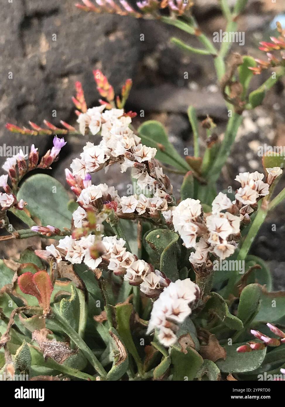Limonium pectinatum hi-res stock photography and images - Alamy