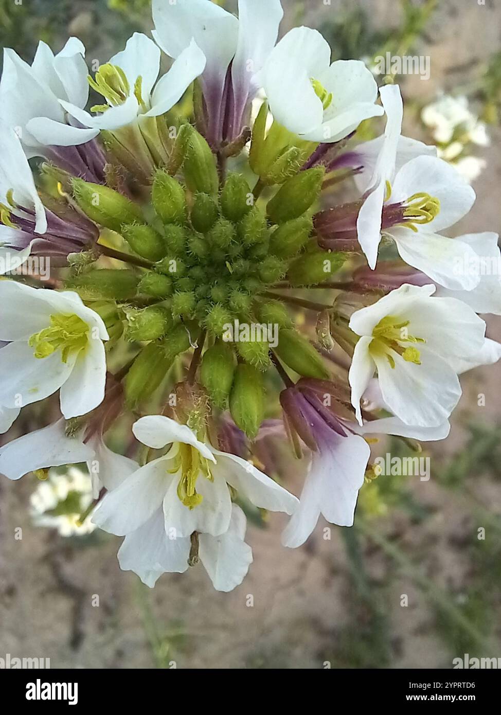 White Wall-rocket (Diplotaxis erucoides Stock Photo - Alamy