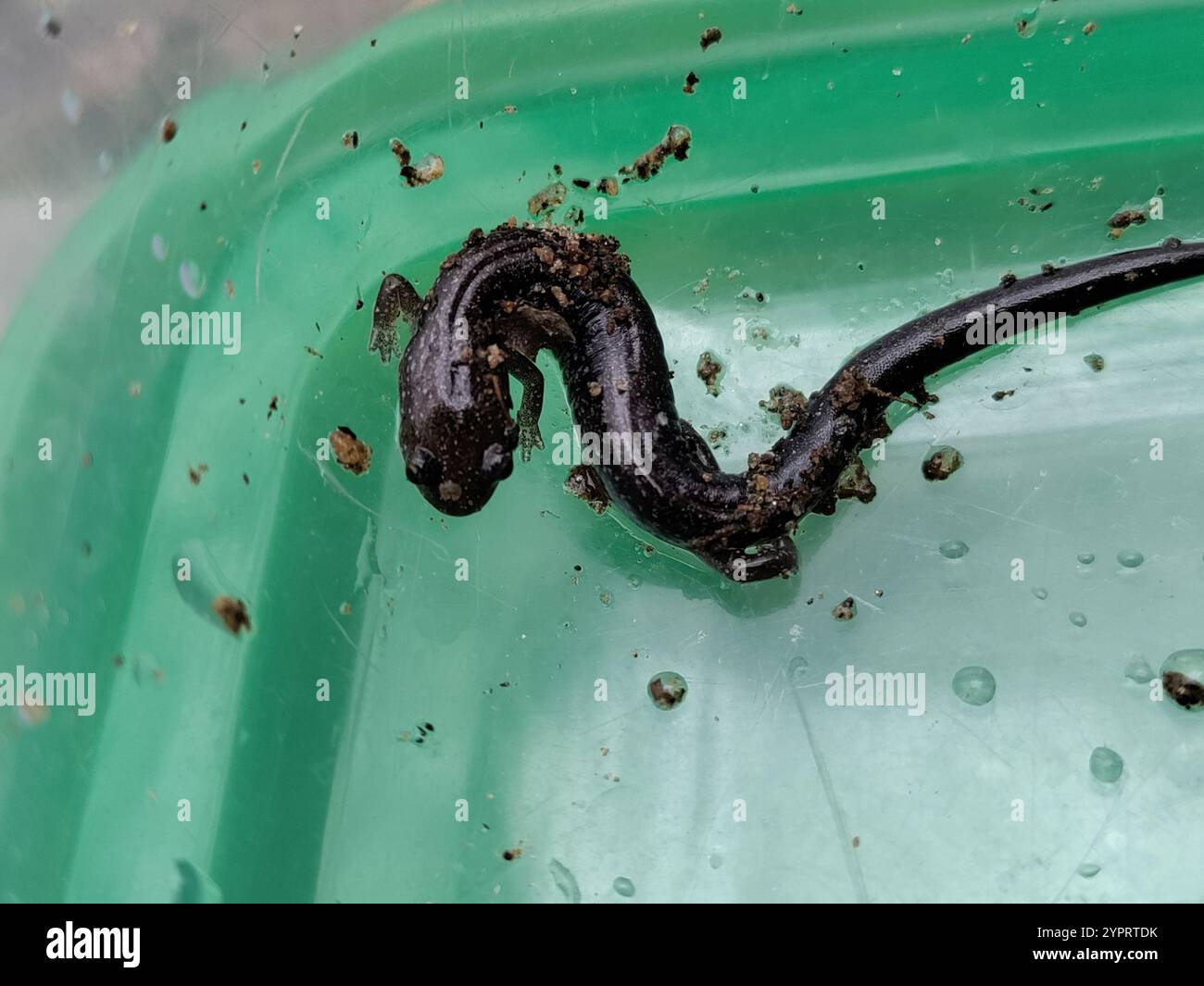 Eastern Red-backed Salamander (Plethodon cinereus Stock Photo - Alamy