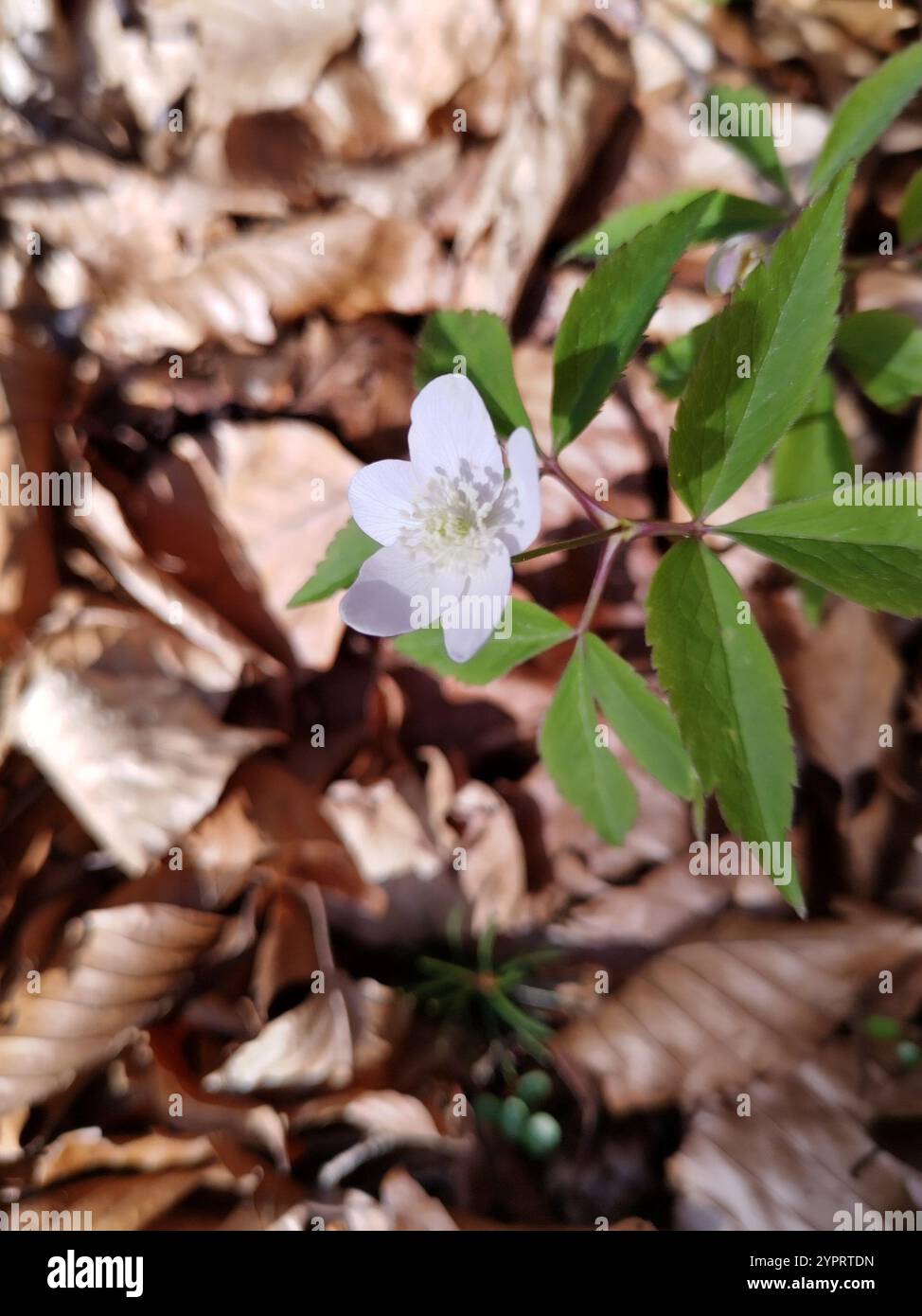 Three-leaved Anemone (Anemonoides trifolia Stock Photo - Alamy