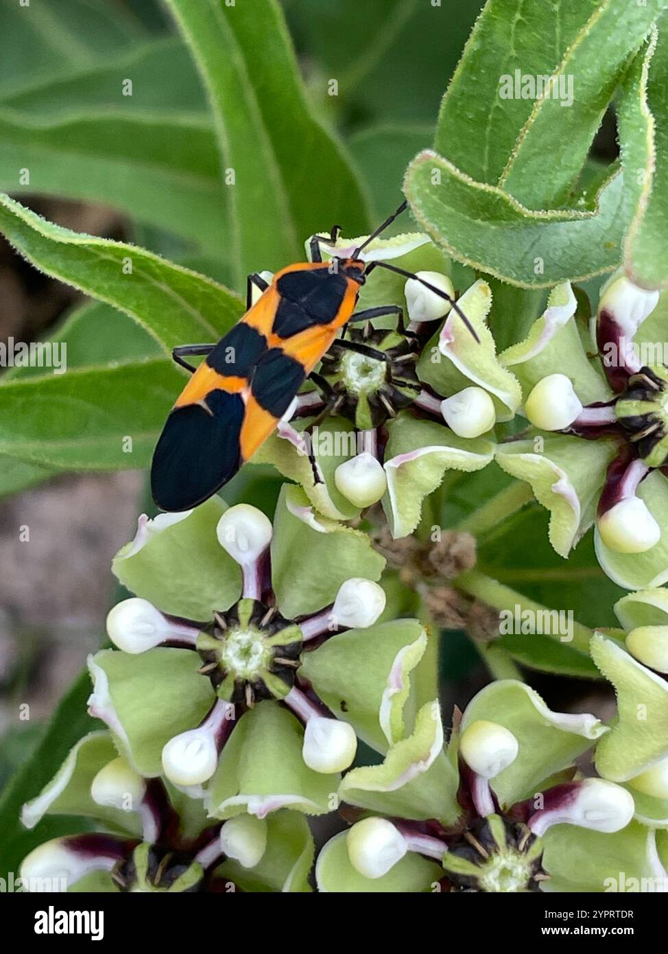 Large Milkweed Bug (Oncopeltus fasciatus Stock Photo - Alamy