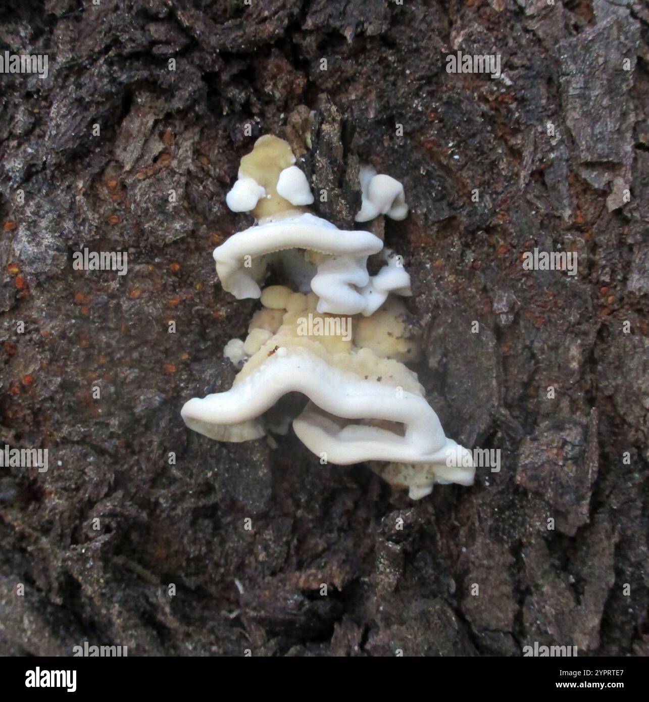 shelf fungi (Polyporales Stock Photo - Alamy