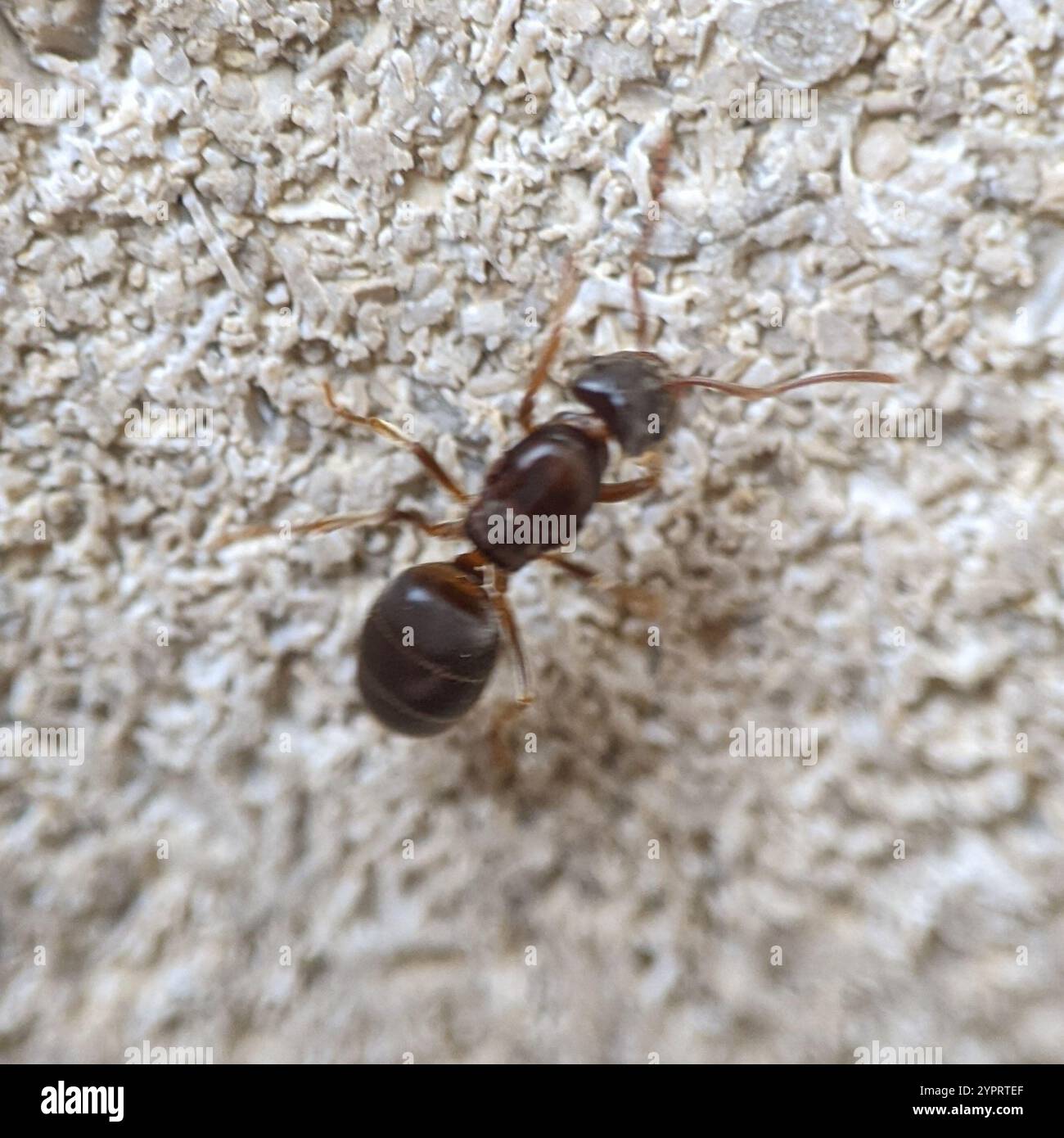 Shaded Fuzzy Ant (Lasius aphidicola Stock Photo - Alamy