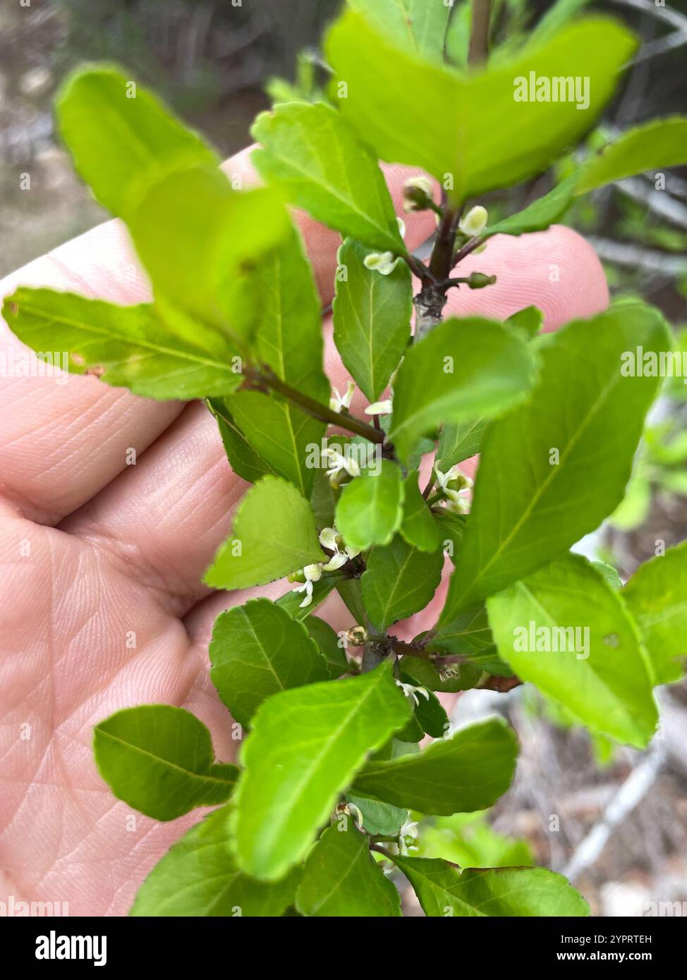 possumhaw (Ilex decidua Stock Photo - Alamy