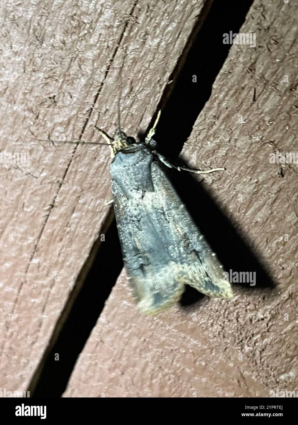 Ipsilon Dart Moth (Agrotis ipsilon Stock Photo - Alamy