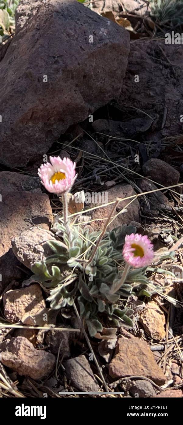 Plains fleabane (Erigeron modestus Stock Photo - Alamy