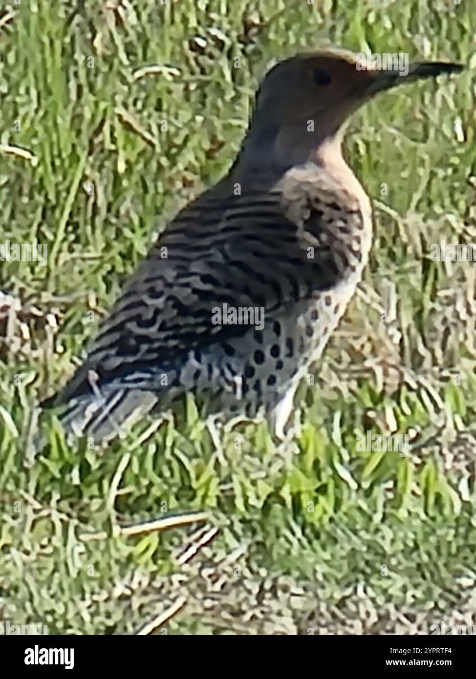 Northern Flicker (Colaptes auratus Stock Photo - Alamy