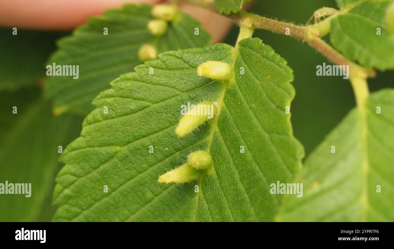 Elm Finger Gall Mite (Aceria parulmi Stock Photo - Alamy