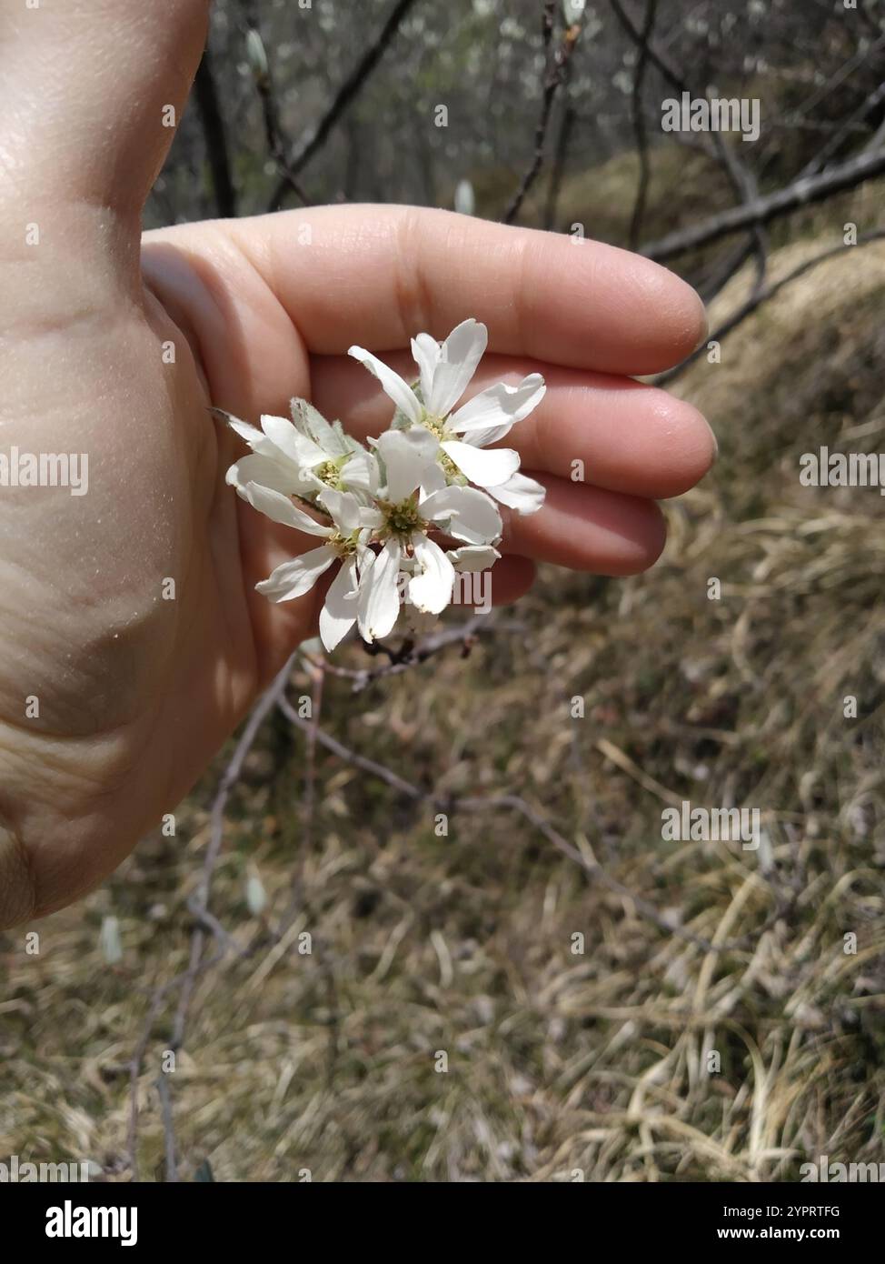 Snowy Mespilus (Amelanchier ovalis Stock Photo - Alamy
