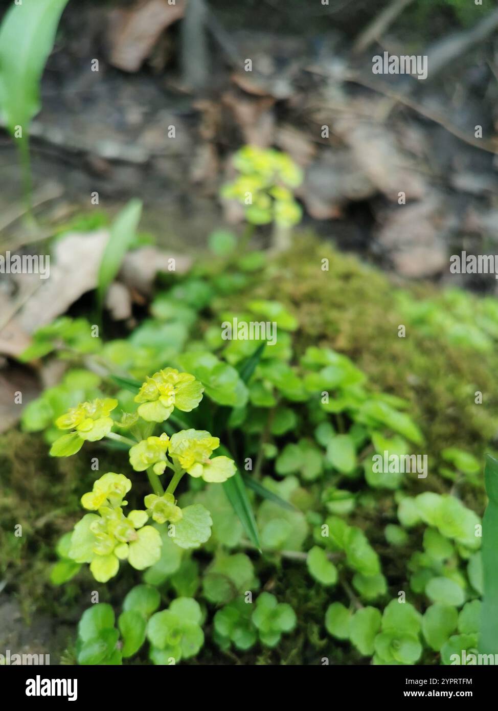 Opposite-leaved Golden-saxifrage (Chrysosplenium oppositifolium Stock ...