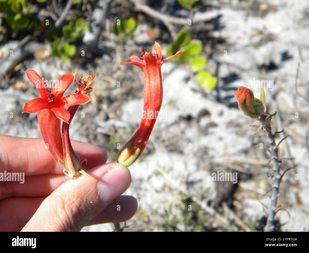 Grand Butterbush (Tylecodon grandiflorus Stock Photo - Alamy