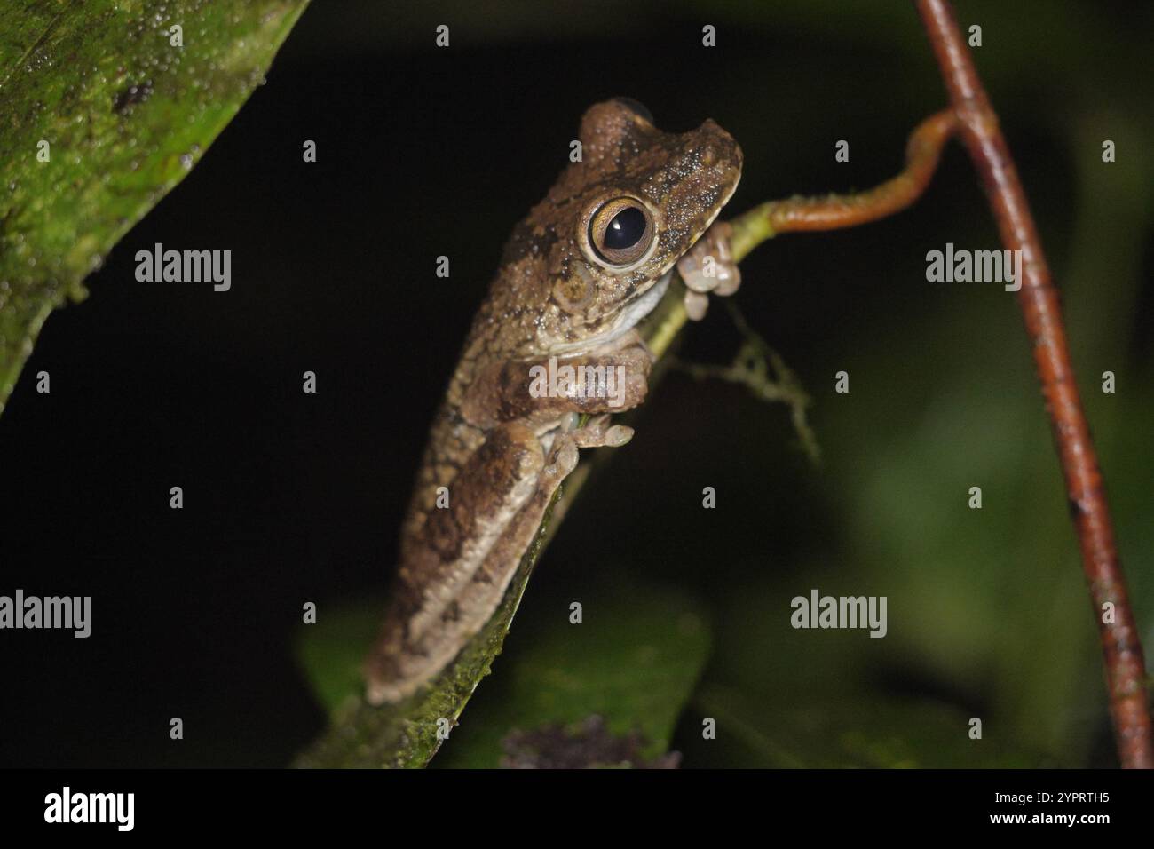 Tree Frogs and Allies (Hylidae Stock Photo - Alamy
