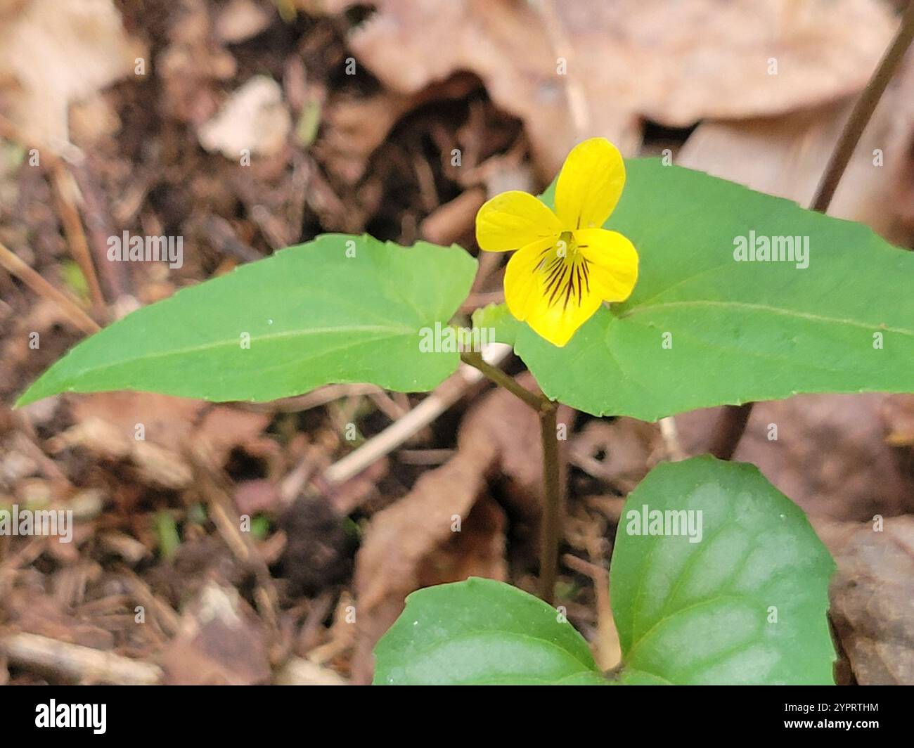 Halberd-leaved violet (Viola hastata Stock Photo - Alamy