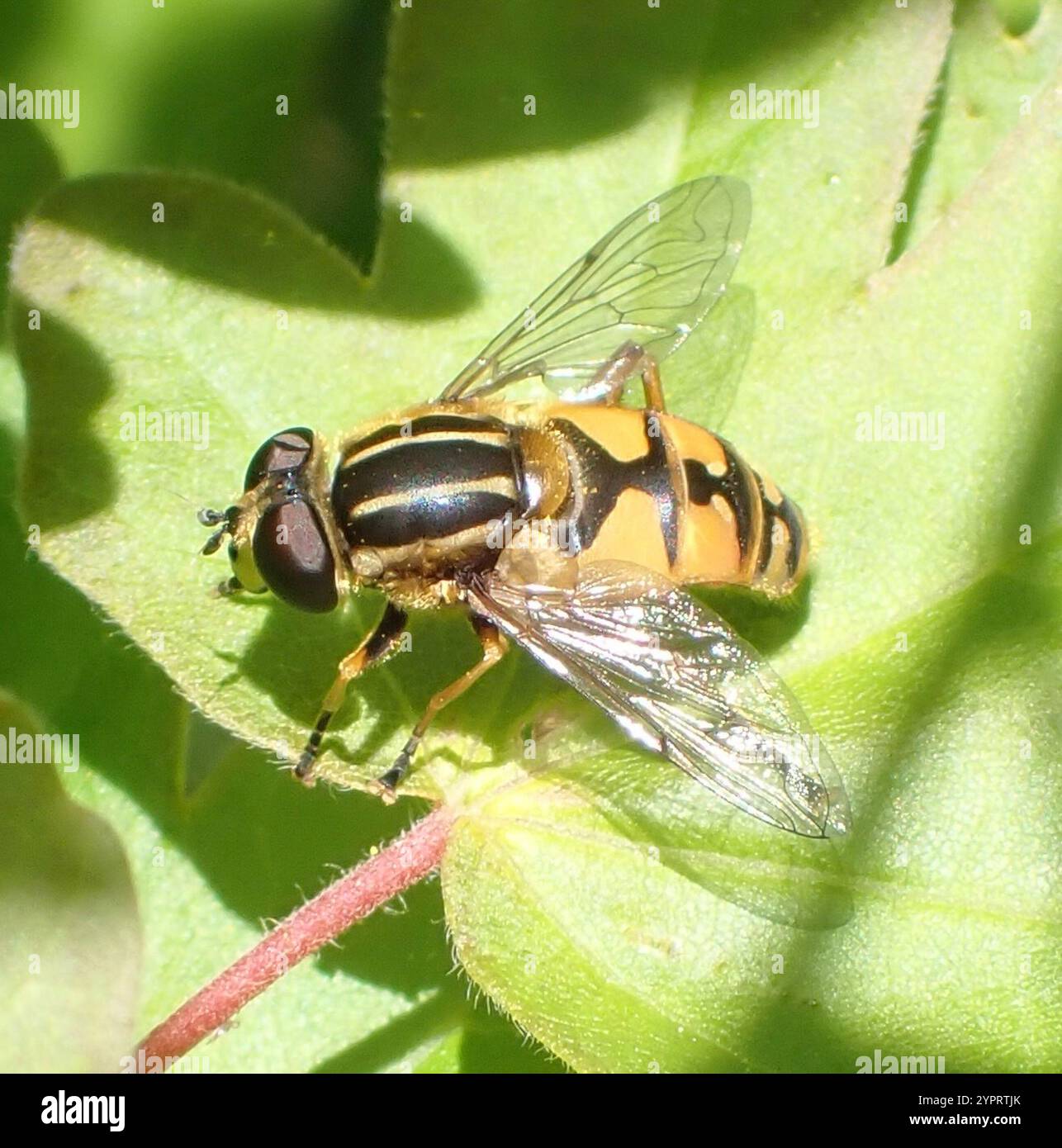 Sun Fly (Helophilus pendulus Stock Photo - Alamy