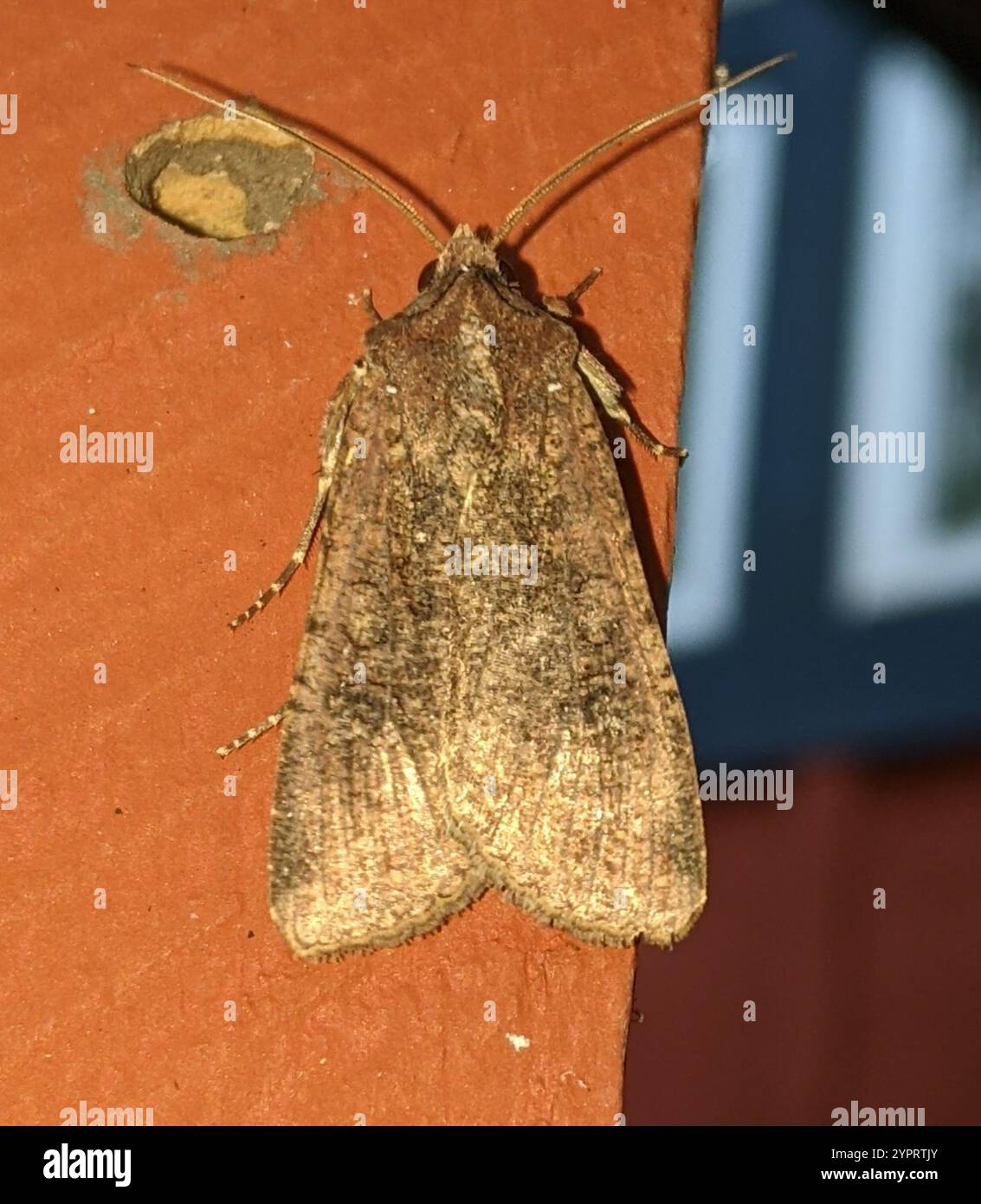 Variegated Cutworm Moth (Peridroma saucia Stock Photo - Alamy