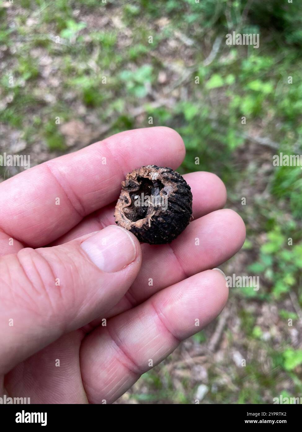 Arizona black walnut (Juglans major Stock Photo - Alamy