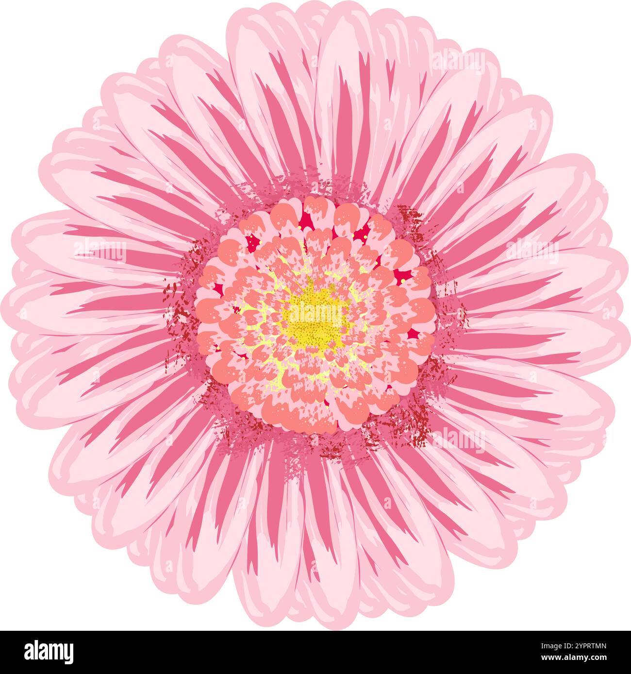 pink gerber daisy isolated Stock Vector Image & Art - Alamy