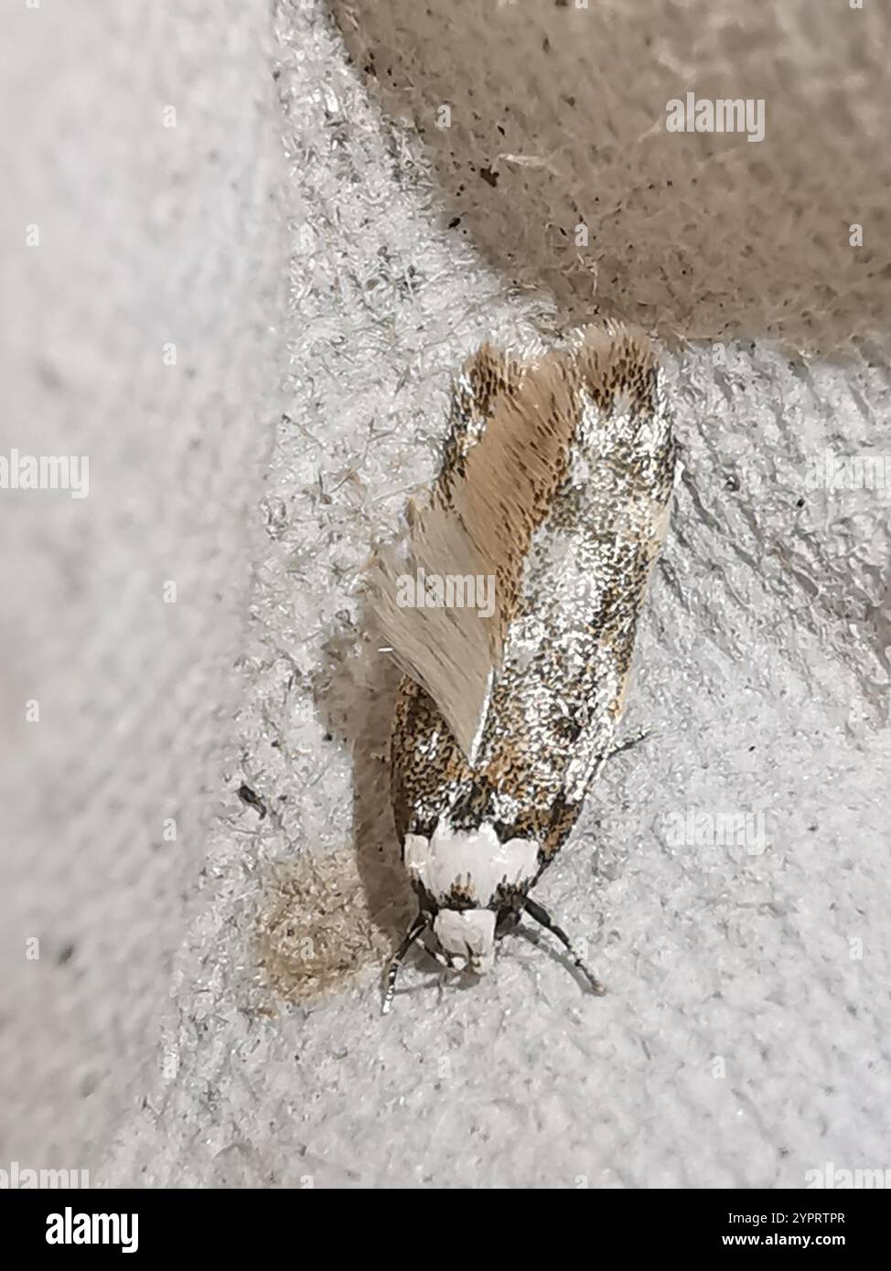 White-shouldered House Moth (Endrosis sarcitrella Stock Photo - Alamy