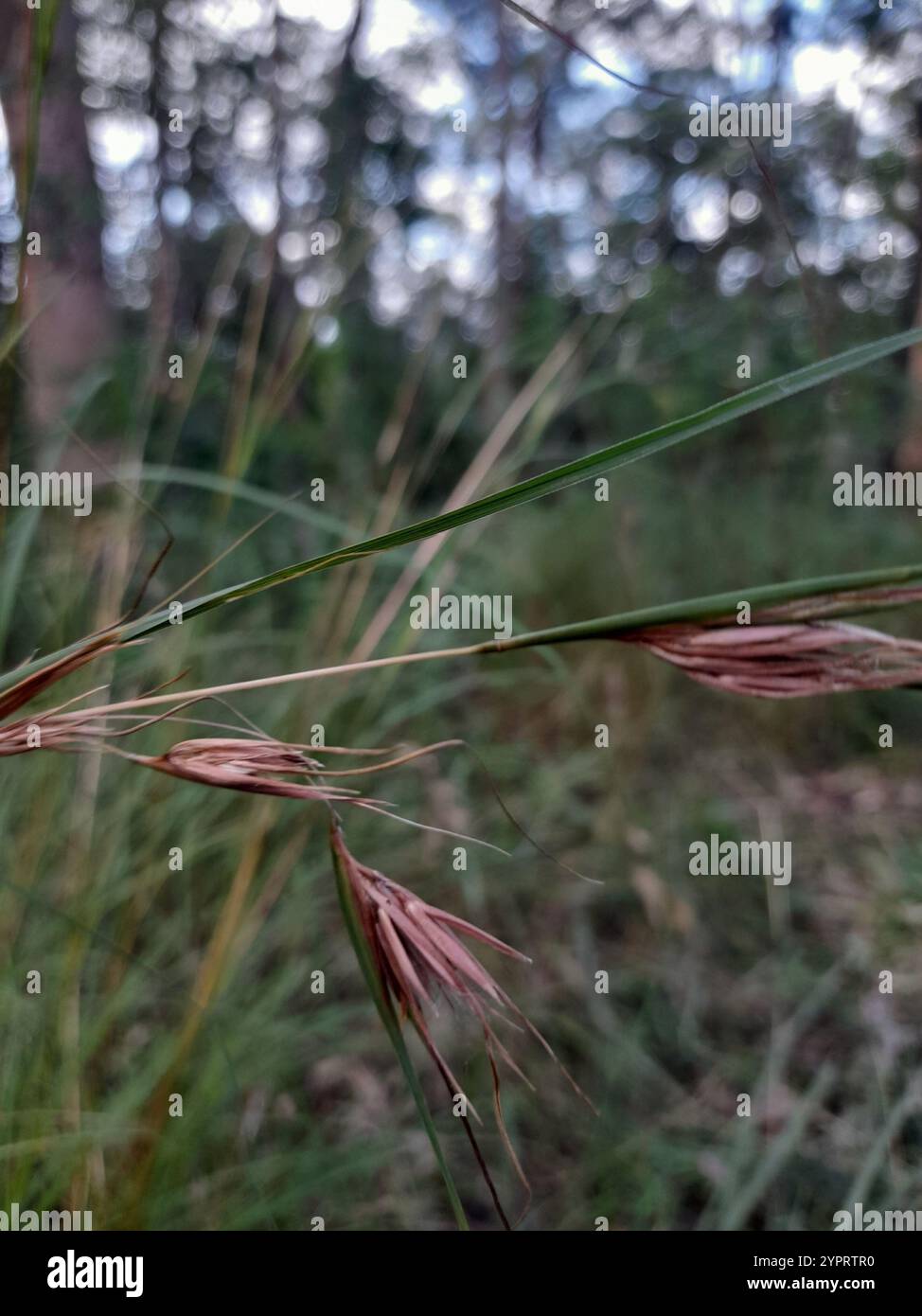Themeda triandra hi-res stock photography and images - Alamy