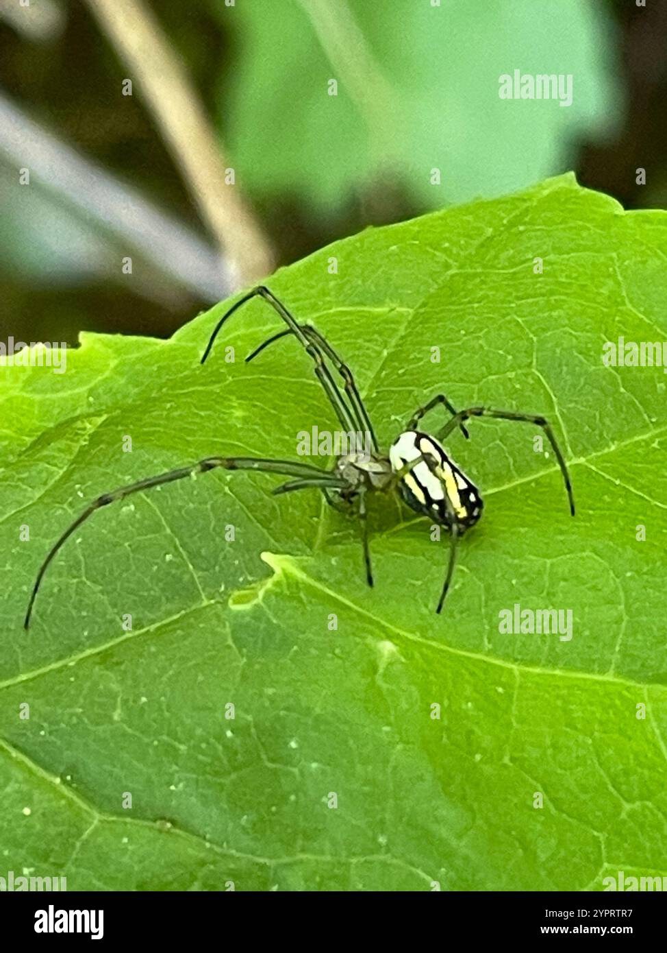 Orchard Orbweaver (Leucauge venusta Stock Photo - Alamy