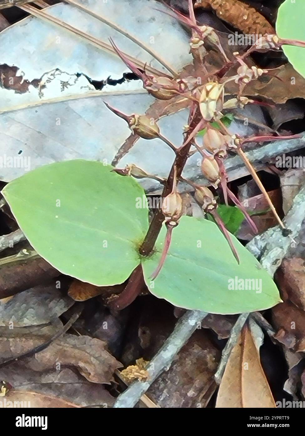 Southern Twayblade (Neottia bifolia Stock Photo - Alamy