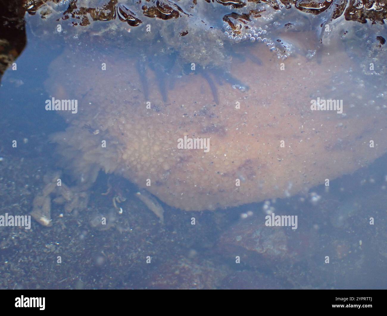 Doris montereyensis hi-res stock photography and images - Alamy