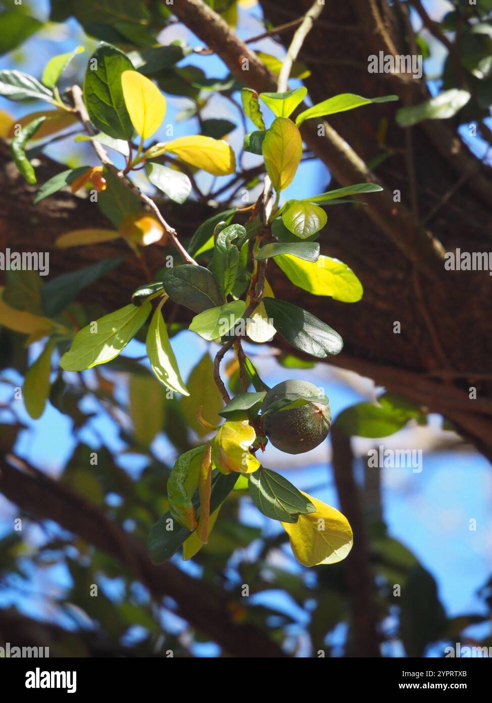Climbing fig (Ficus pumila Stock Photo - Alamy