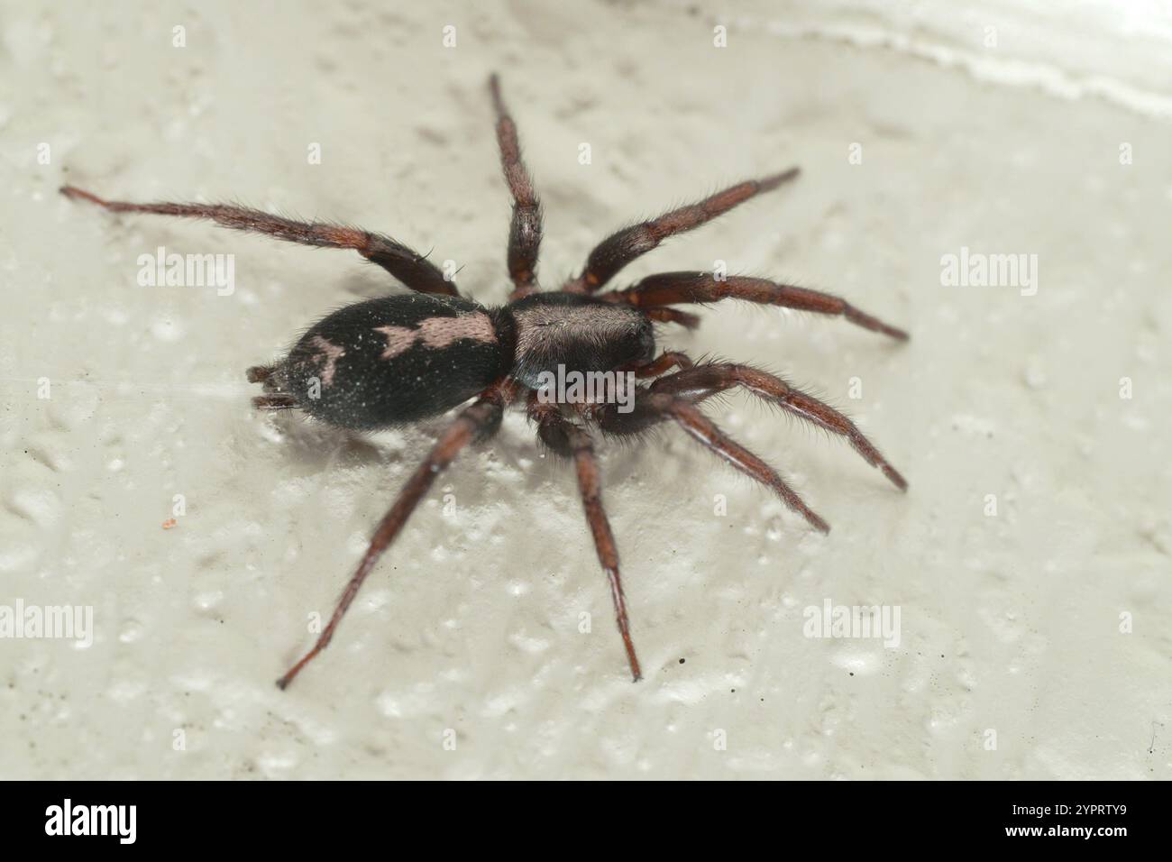 Eastern Parson Spider (Herpyllus ecclesiasticus Stock Photo - Alamy