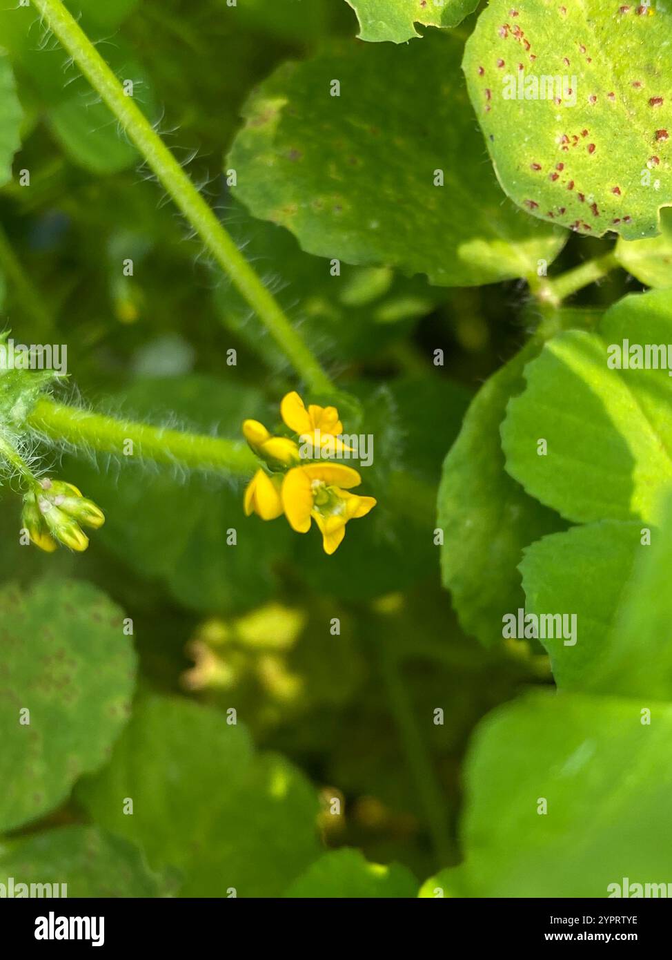 Spotted medick (Medicago arabica Stock Photo - Alamy