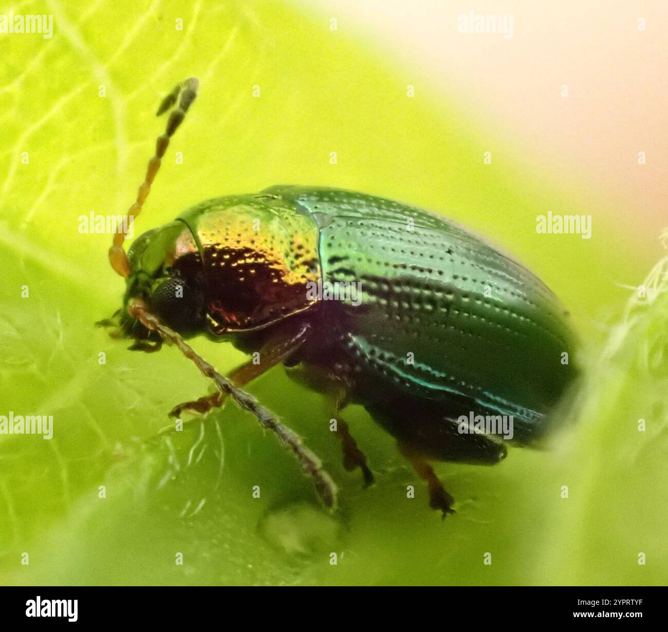 Willow Flea-beetle (Crepidodera aurata Stock Photo - Alamy
