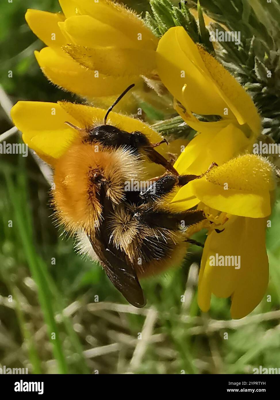 Common Carder Bumble Bee (Bombus pascuorum Stock Photo - Alamy