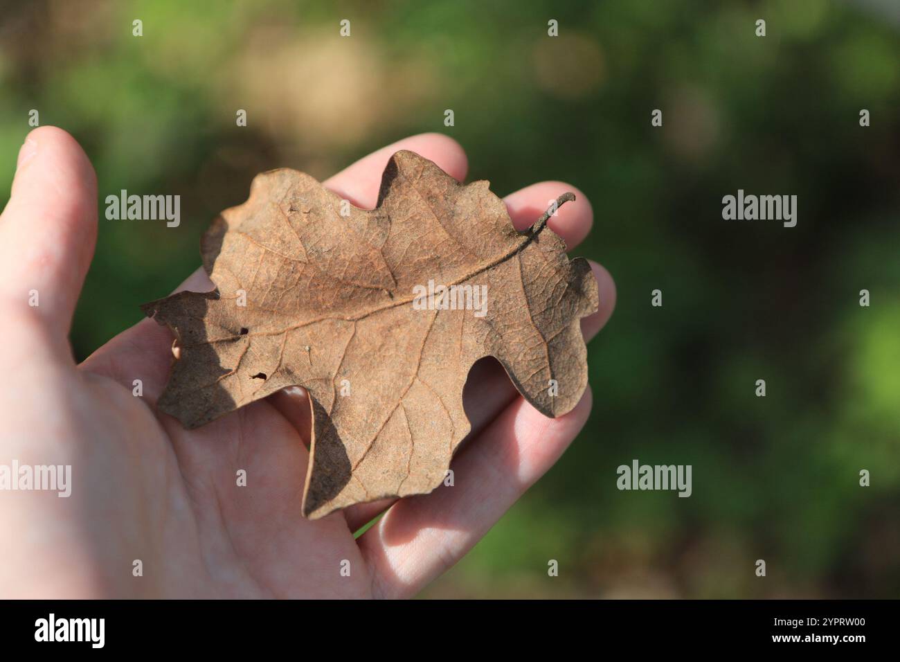 Oregon oak (Quercus garryana Stock Photo - Alamy