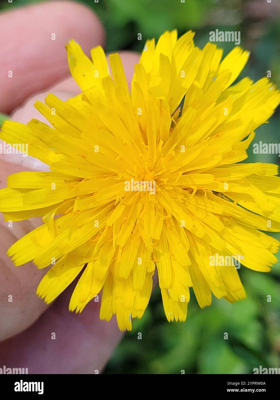 Common Cat's-ear (Hypochaeris radicata Stock Photo - Alamy