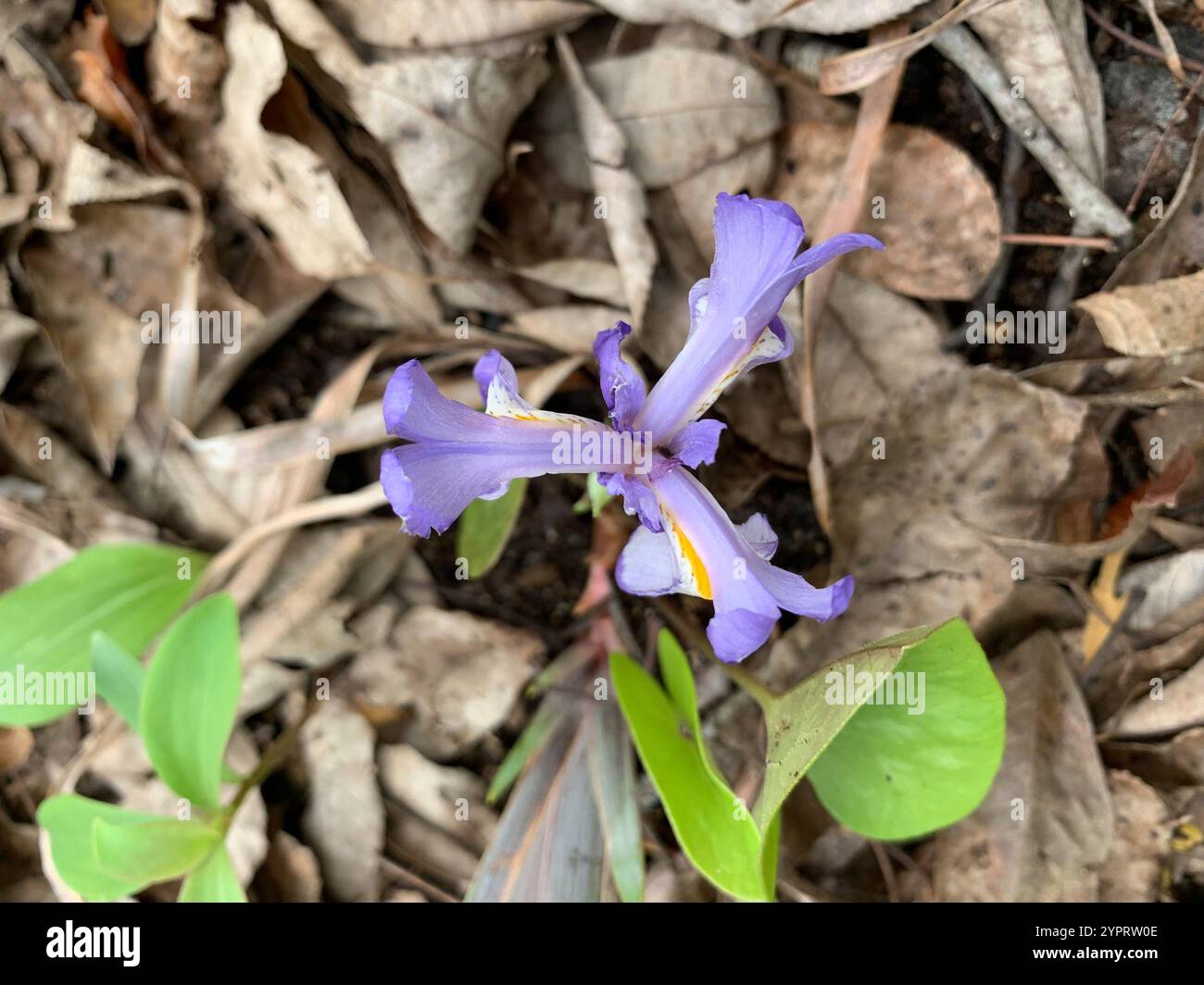 Dwarf Iris (Iris verna Stock Photo - Alamy