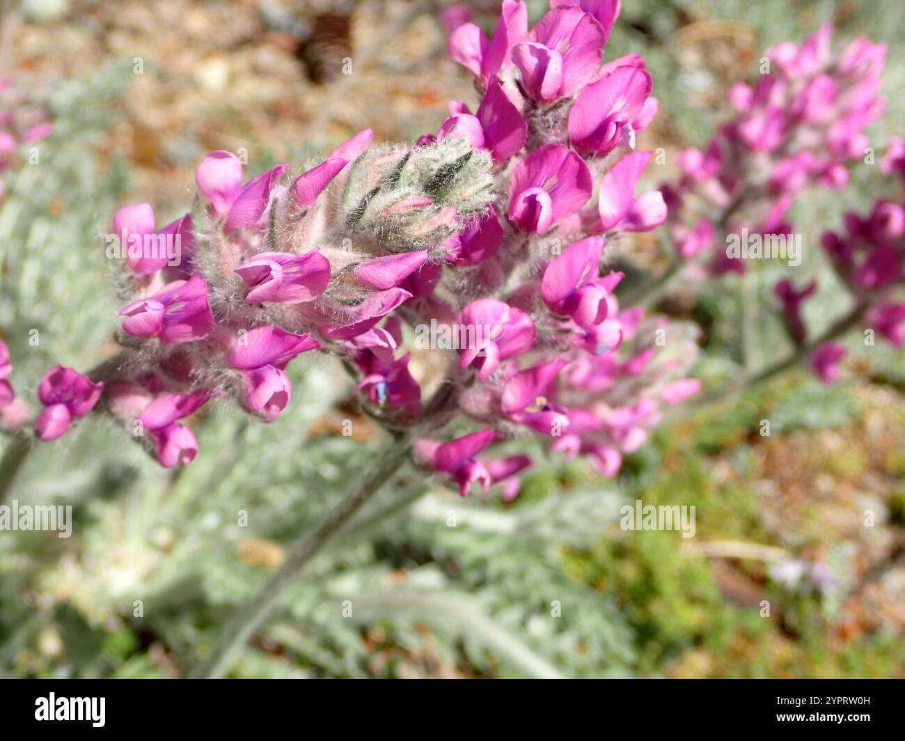 Showy Locoweed (Oxytropis splendens Stock Photo - Alamy